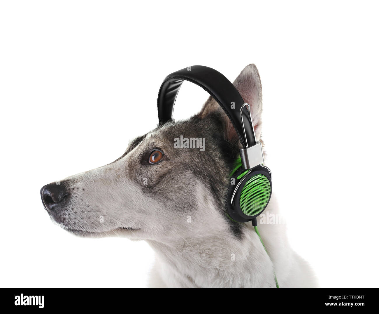 Dog in headphones isolated on white Stock Photo - Alamy