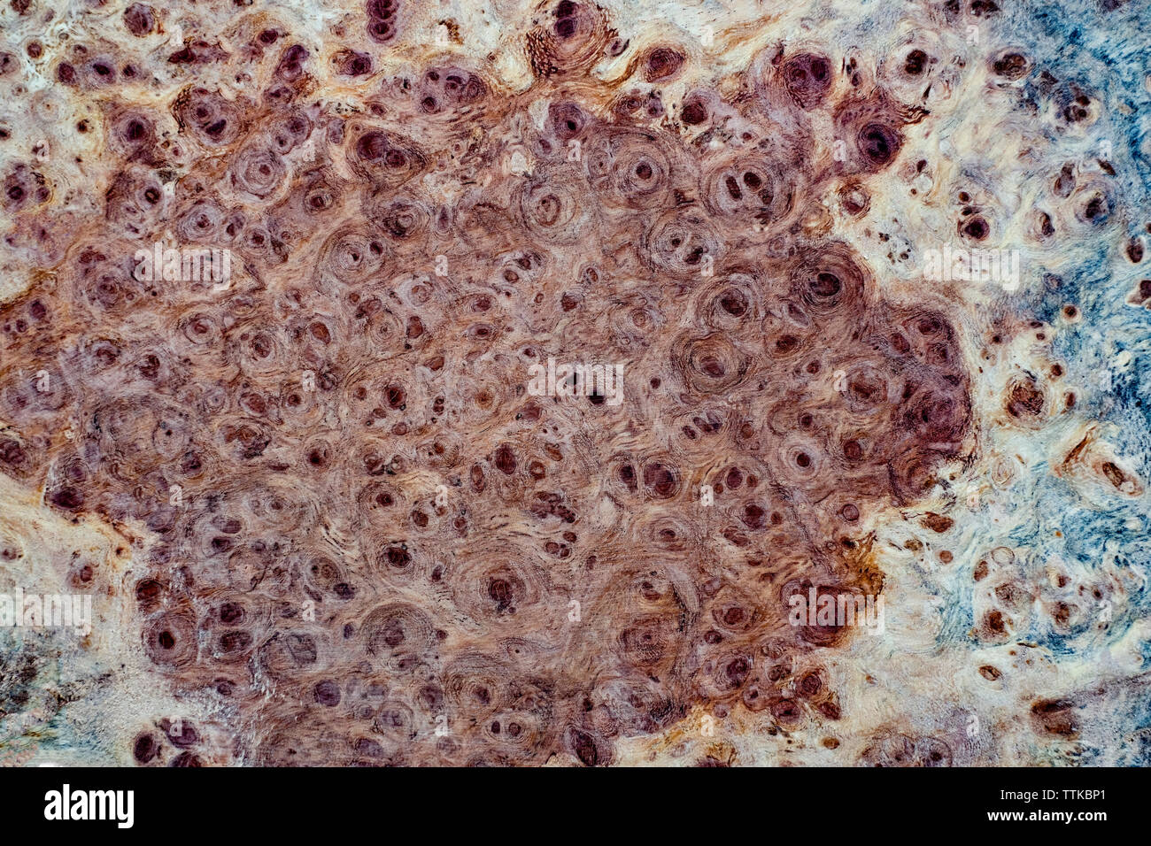 Real burl wood striped for Picture prints interior decoration car ...