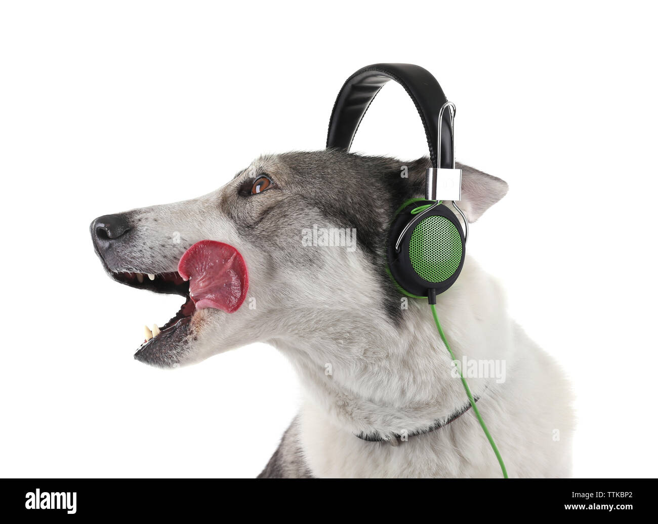 Dog in headphones isolated on white Stock Photo - Alamy