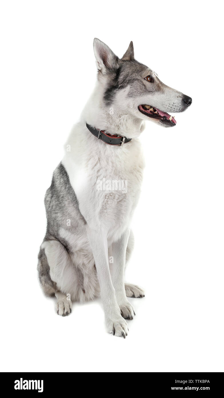 Dog isolated on white Stock Photo - Alamy