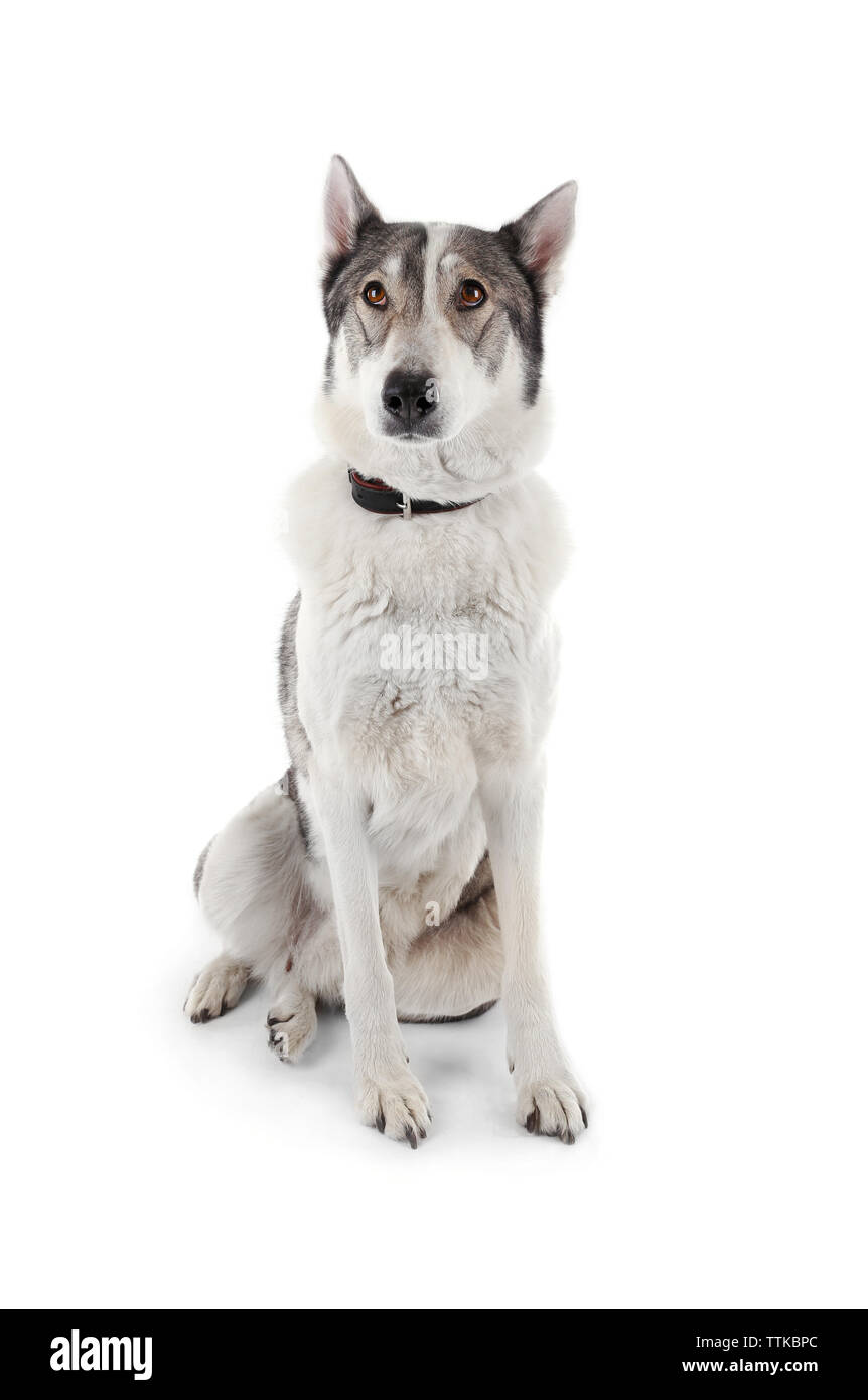 Dog isolated on white Stock Photo - Alamy