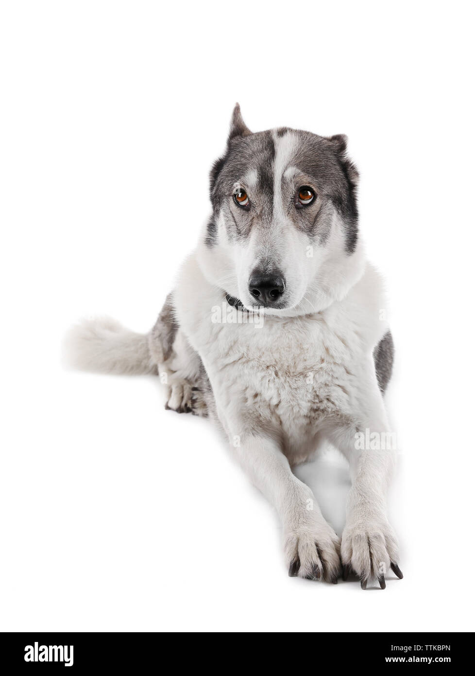 Dog isolated on white Stock Photo - Alamy