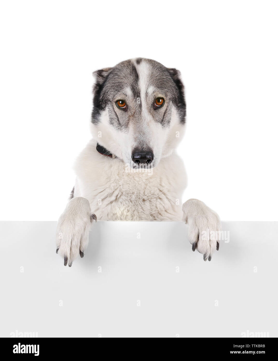 Dog isolated on white Stock Photo - Alamy