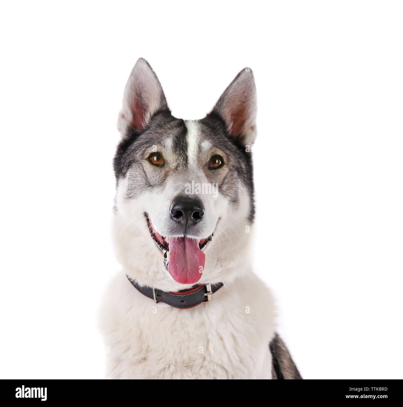 Dog isolated on white Stock Photo - Alamy