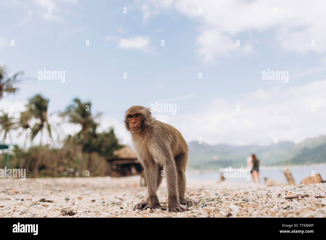 Monkey beach hi-res stock photography and images - Alamy