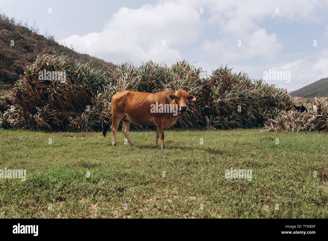 One Cow Side View On Field High Resolution Stock Photography and Images ...