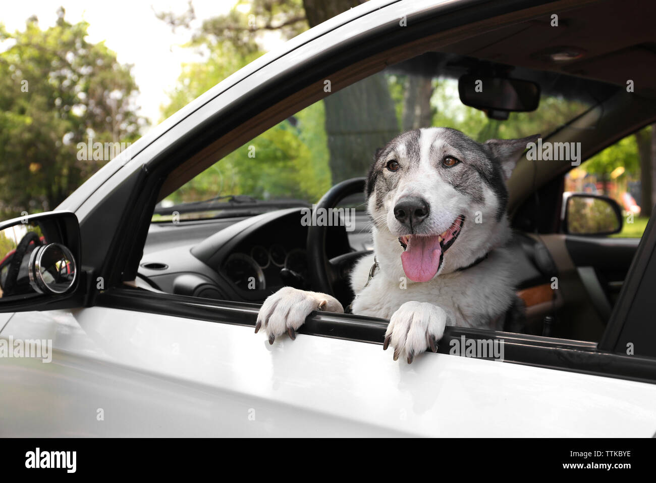 Cute dog sitting in car Stock Photo - Alamy