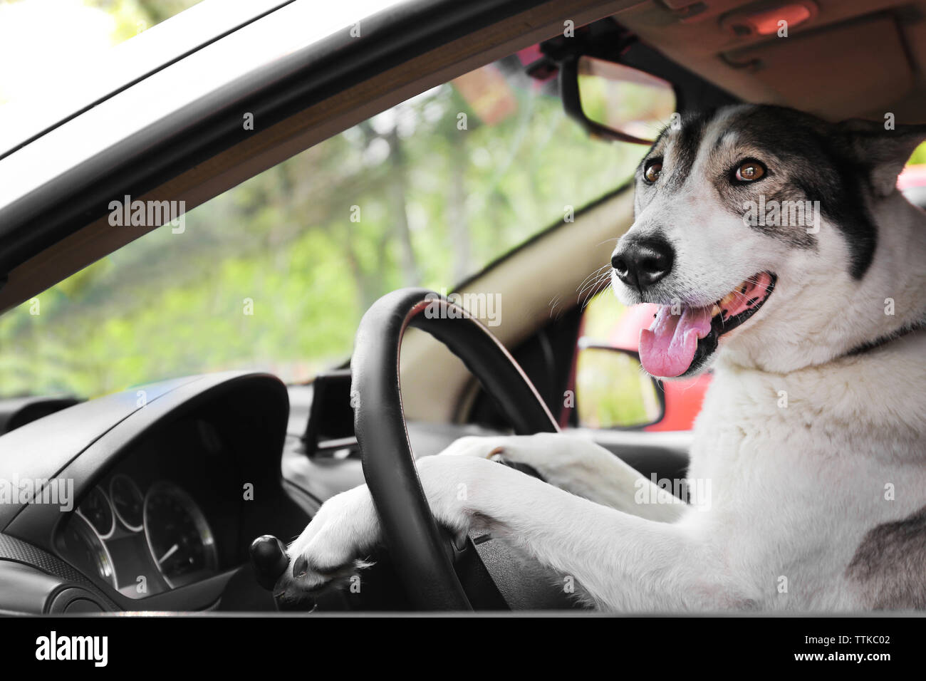 Dog breed husky sitting in the car hi-res stock photography and images ...