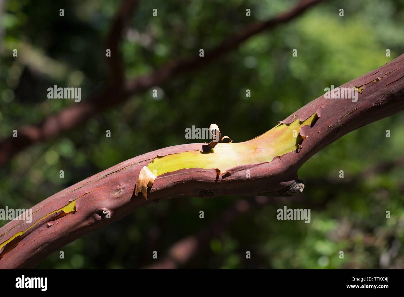 Arctostaphylos manzanita - common manzanita Stock Photo - Alamy