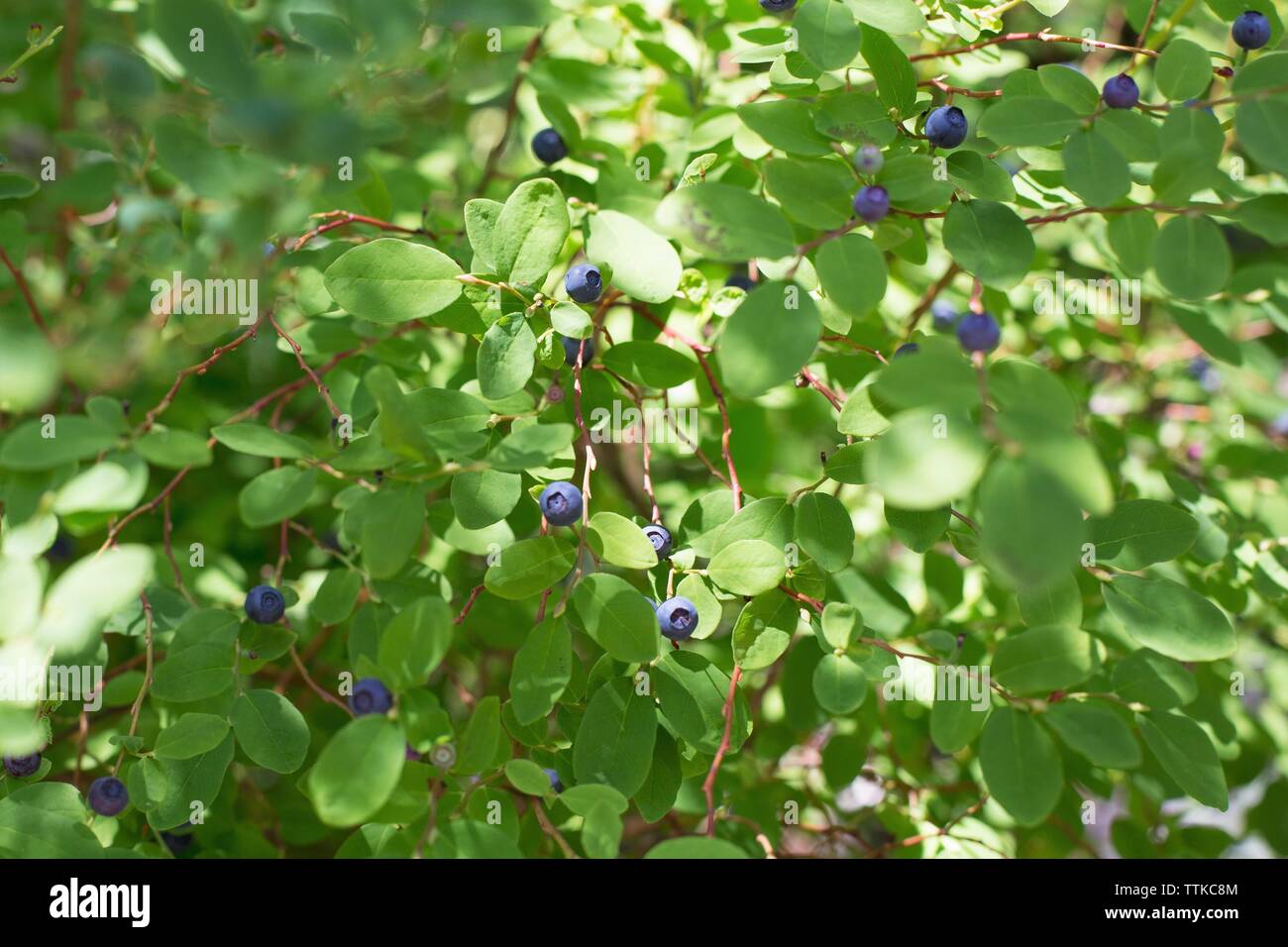 Alaskaense hi-res stock photography and images - Alamy