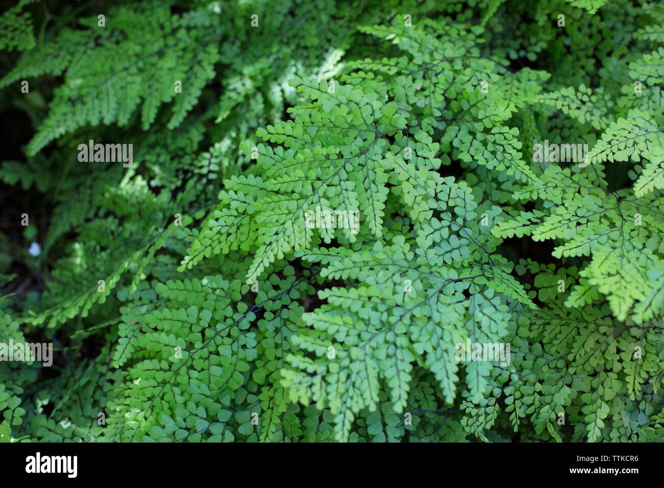 Adiantum venustum - Himalayan Maidenhair fern Stock Photo - Alamy
