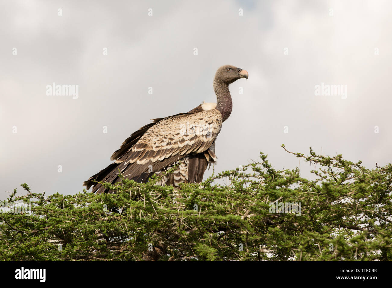 Side view of vulture perching on branches against cloudy sky Stock ...