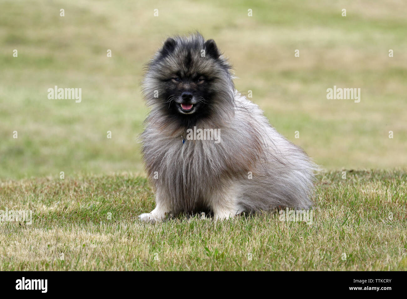 Pure bred dog hi-res stock photography and images - Alamy