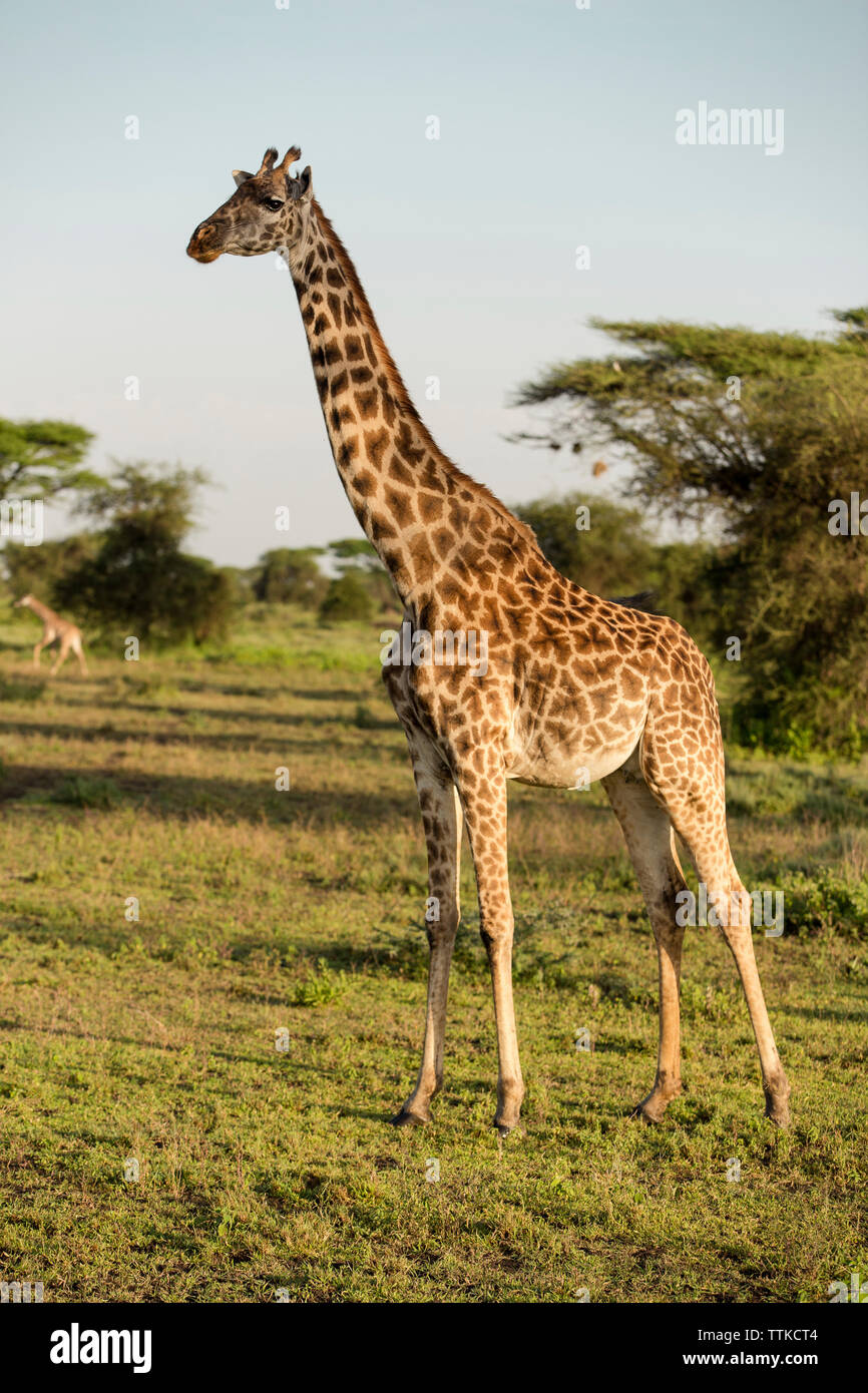 Side view of giraffes standing on field against sky Stock Photo - Alamy