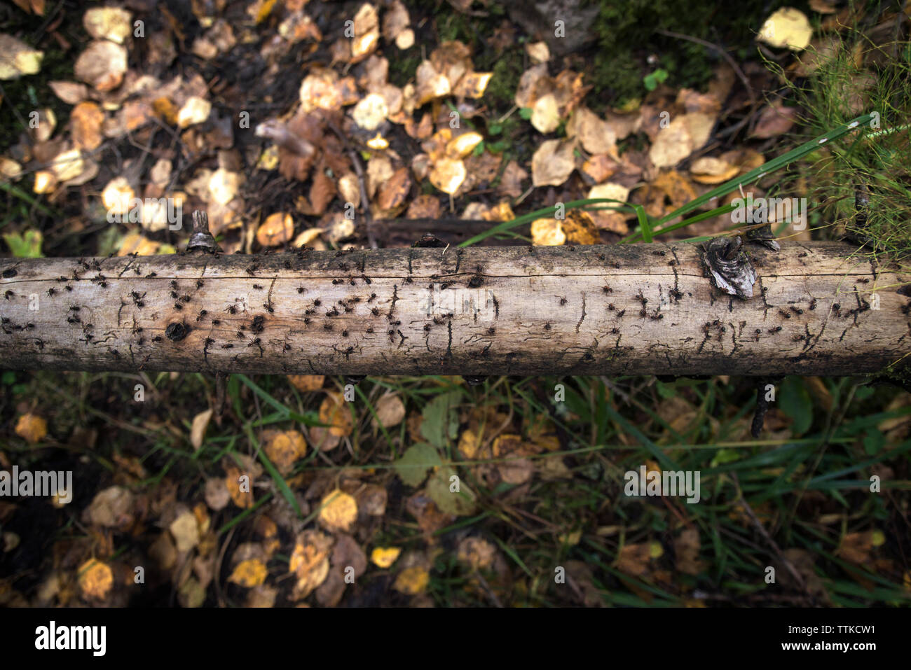 Overhead view of fallen tree in forest Stock Photo - Alamy