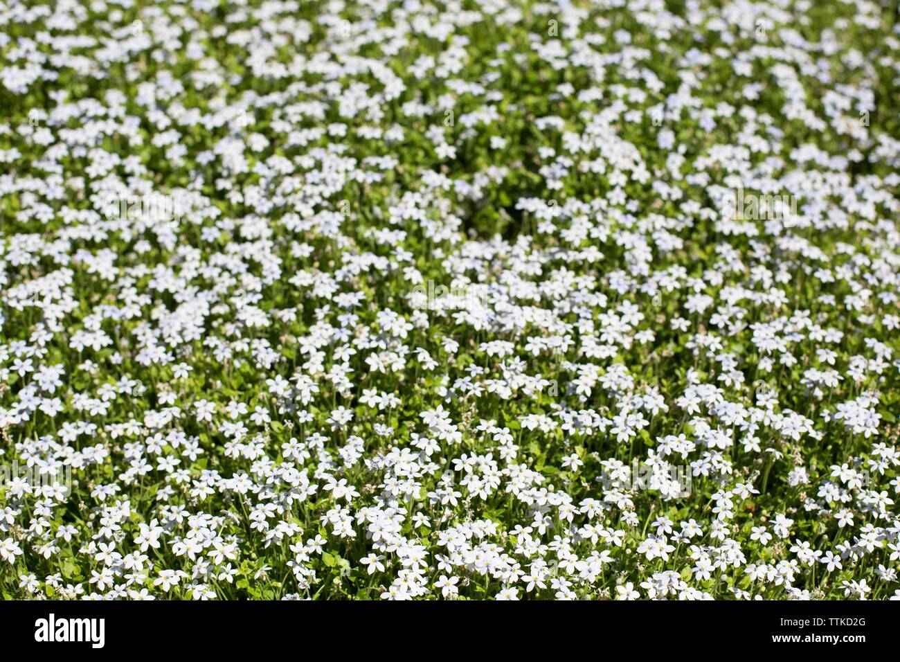 Blue star creeper hi-res stock photography and images - Alamy