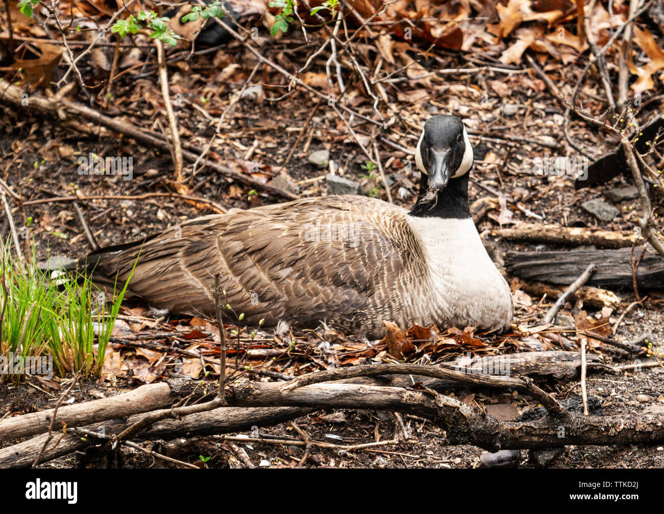 A Canadian Goose is sitting on her nest covered in brown leaves and ...
