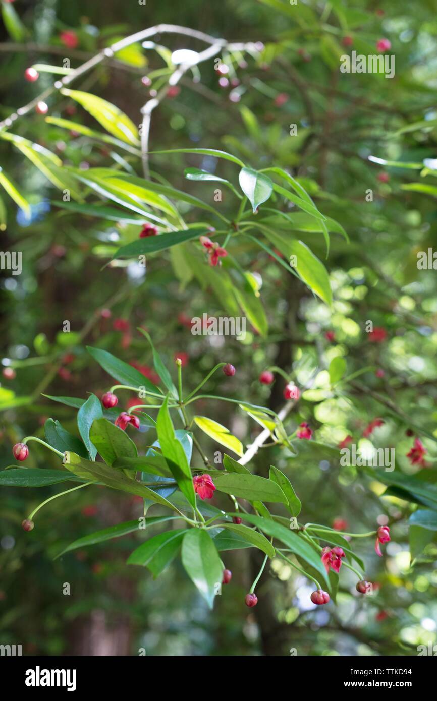 Anise tree hi-res stock photography and images - Alamy