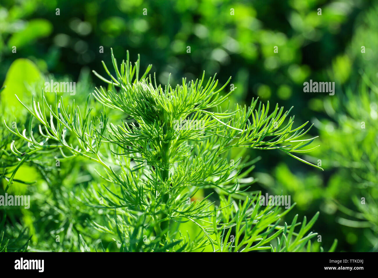 New green bush background Stock Photo - Alamy