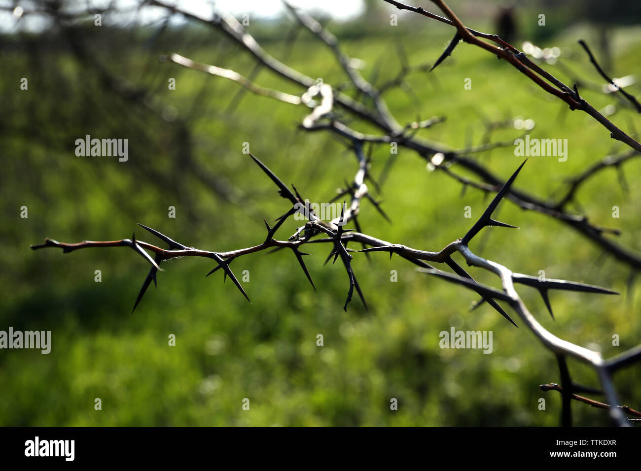 Thorny branches hi-res stock photography and images - Alamy