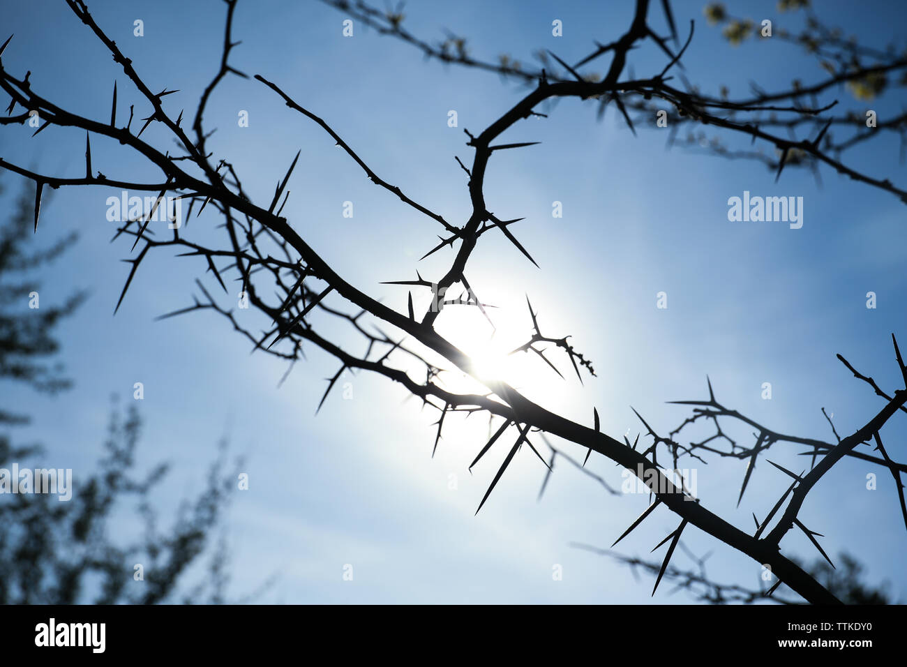 Thorny branches hi-res stock photography and images - Alamy