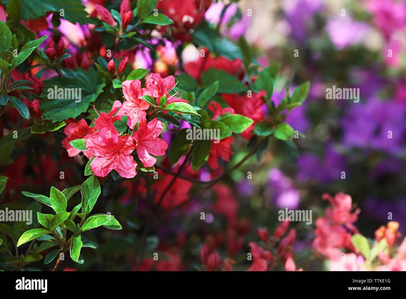 Flower bed with bright colourful flowers in botanical garden Stock ...