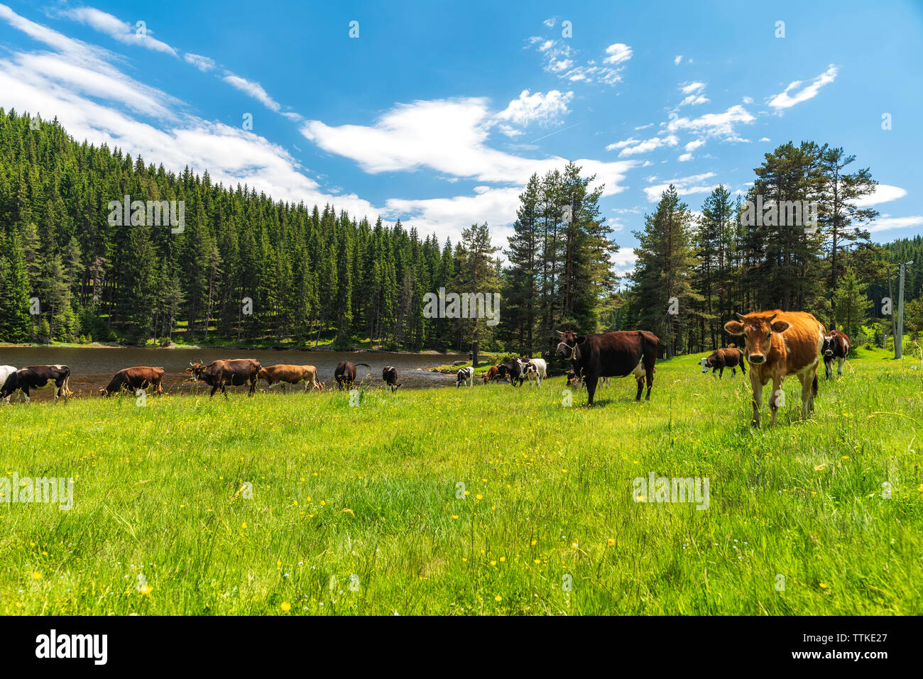 Few cows grazing on pasture by mountain lake at hot summer day Stock ...