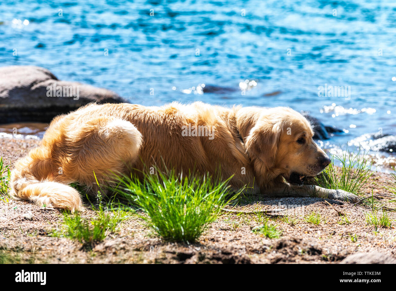 Golden Retriever Dog is resting after long play with ball Stock Photo ...