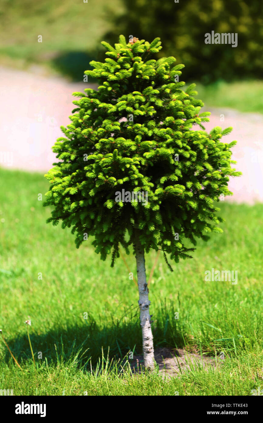 Evergreen fir tree in botanical garden Stock Photo - Alamy