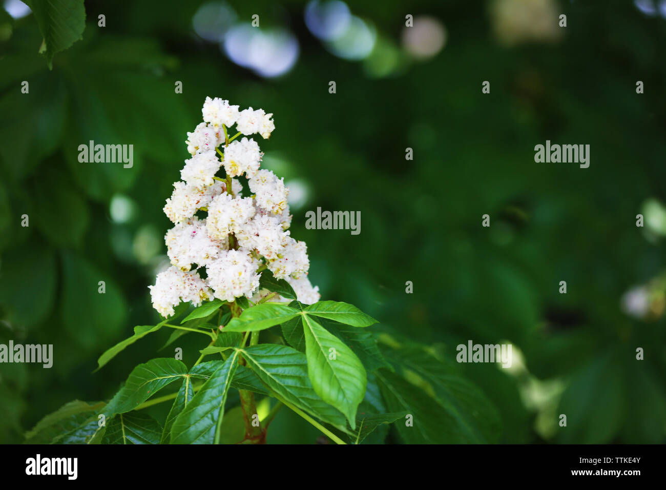 Beautiful blooming chestnut in botanical garden, close up Stock Photo ...