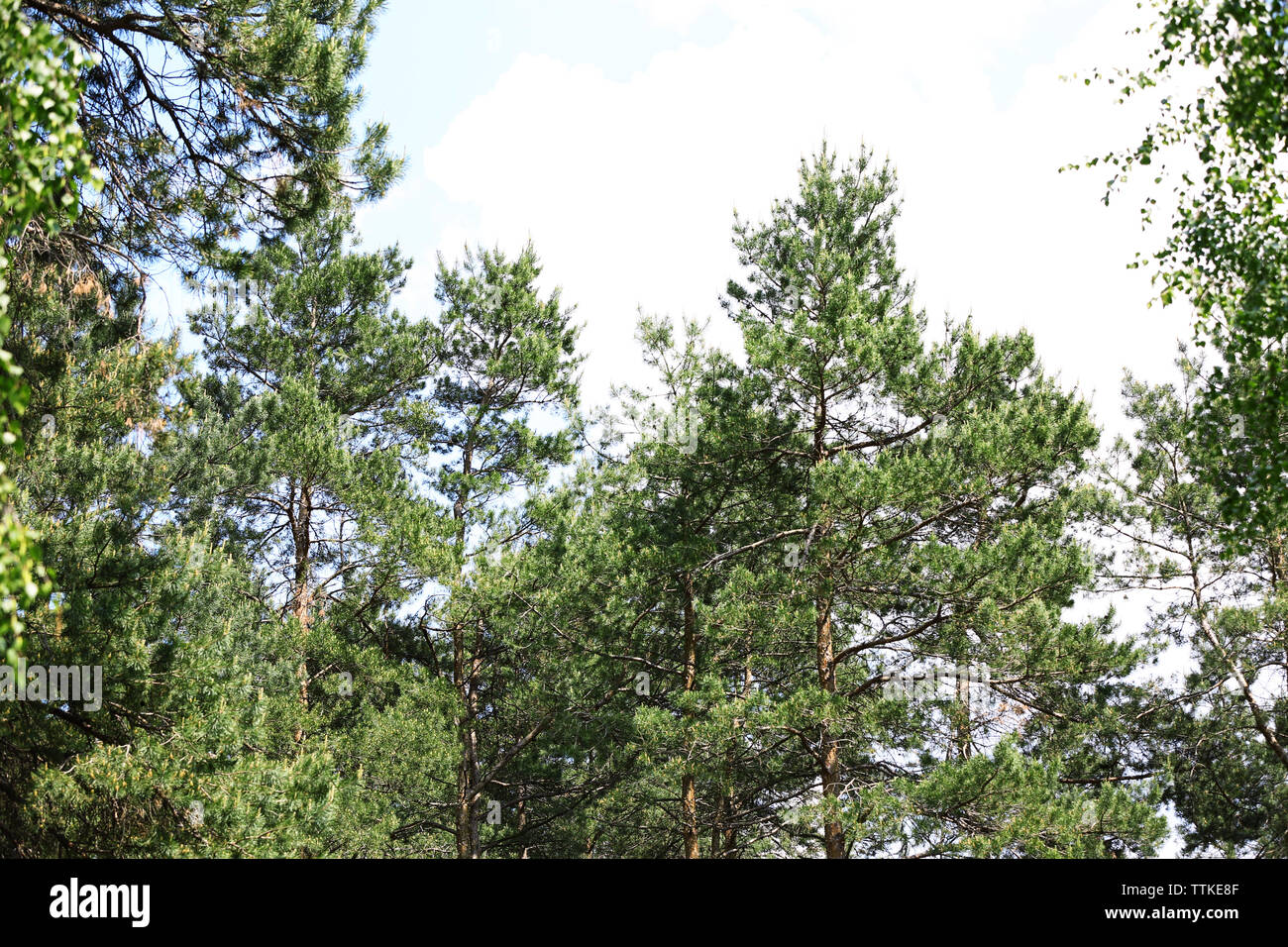 Pine trees in botanical garden Stock Photo - Alamy