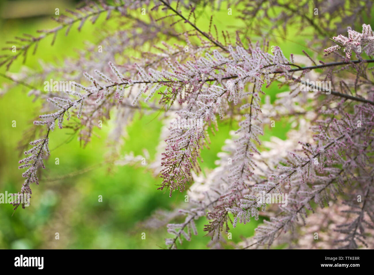 Pink tamarisk hi-res stock photography and images - Alamy