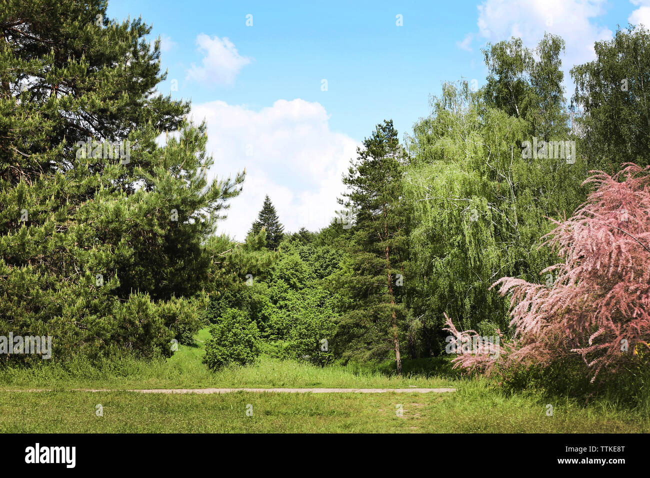 Pink tamarisk hi-res stock photography and images - Alamy