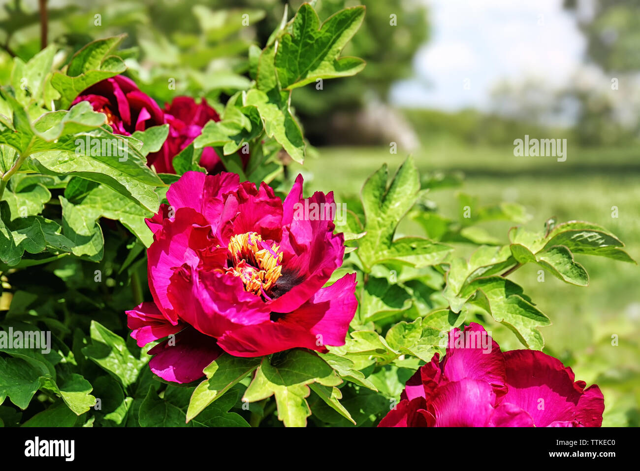 Beautiful purple flowers in botanical garden, close up Stock Photo - Alamy