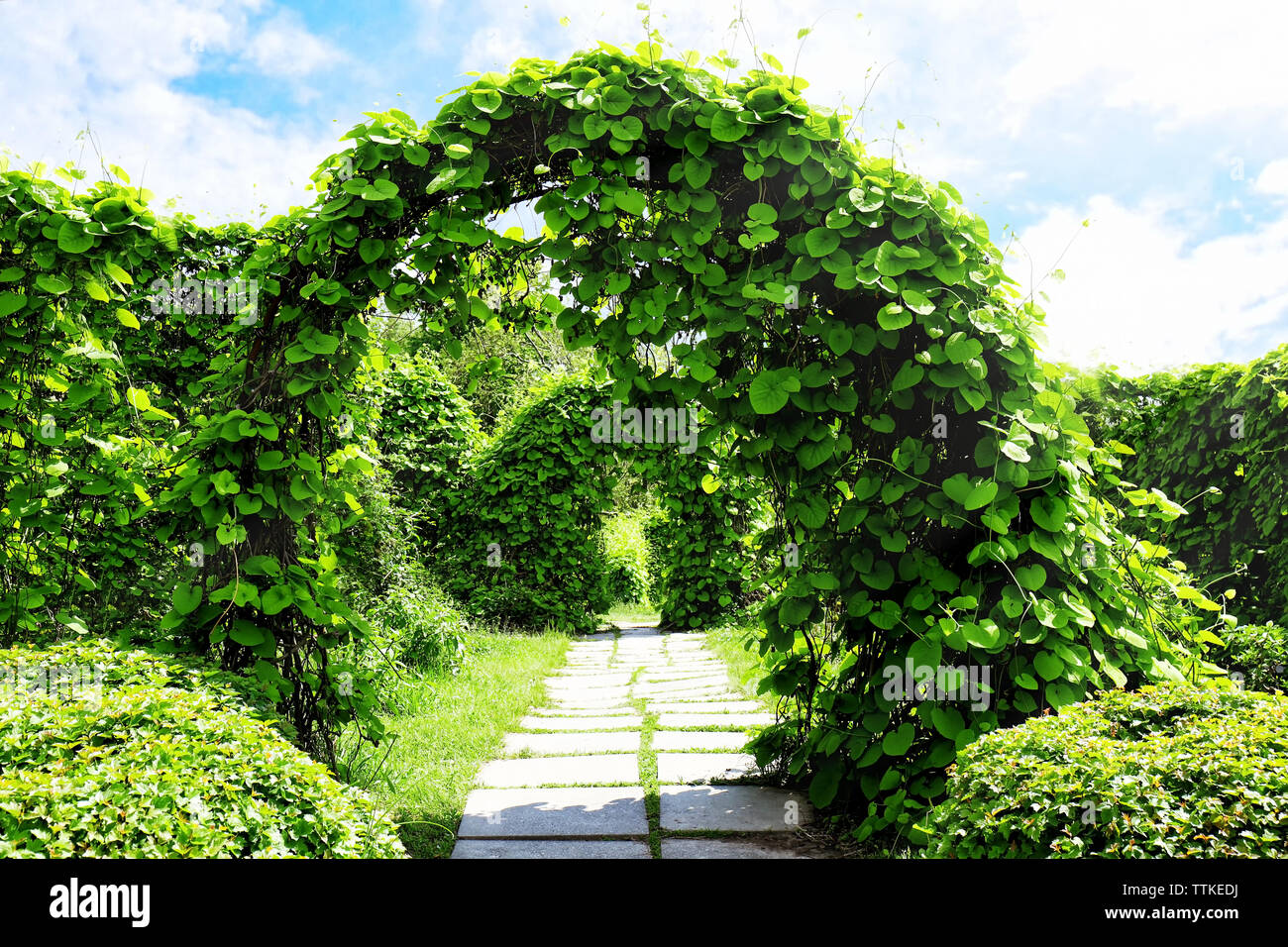 Green leaves arch hi-res stock photography and images - Alamy