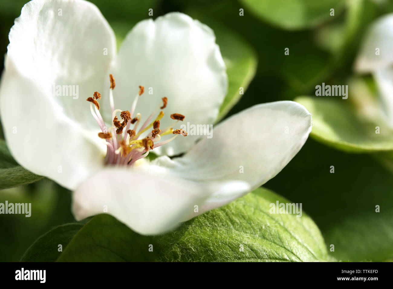 Beautiful quince hi-res stock photography and images - Alamy