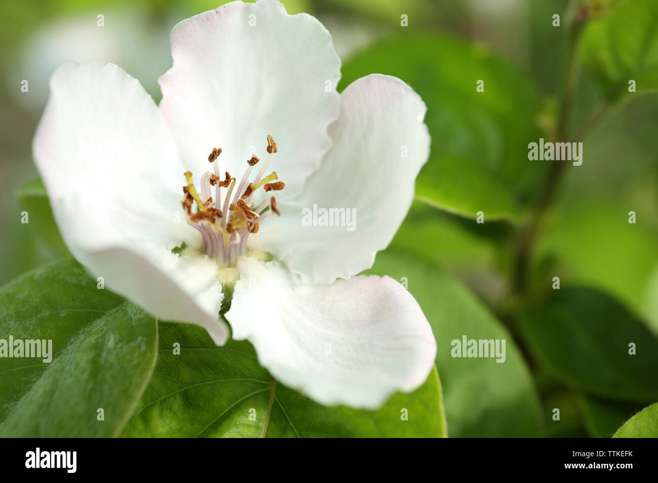 Beautiful quince hi-res stock photography and images - Alamy