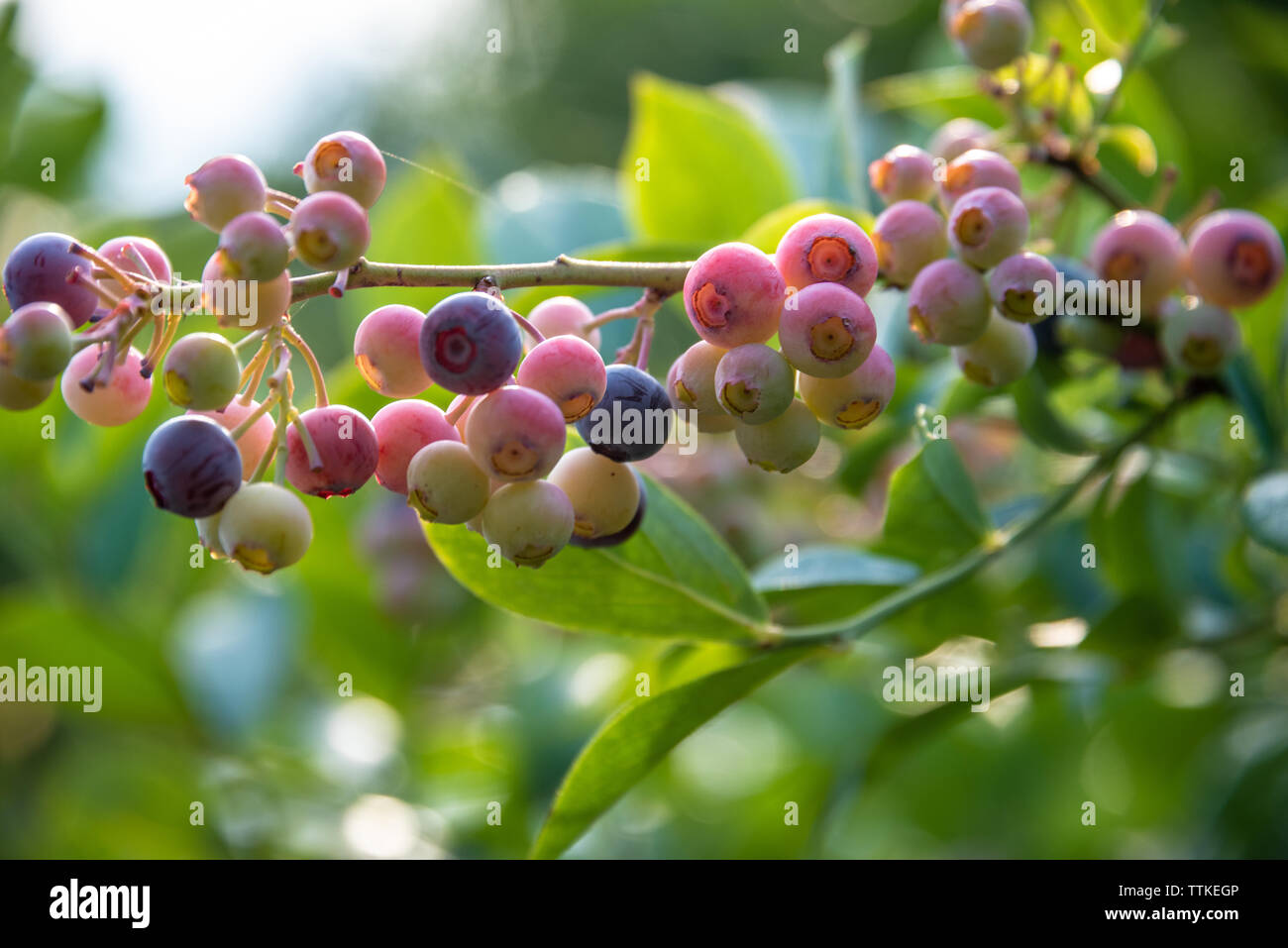 Healthy blueberries hi-res stock photography and images - Alamy