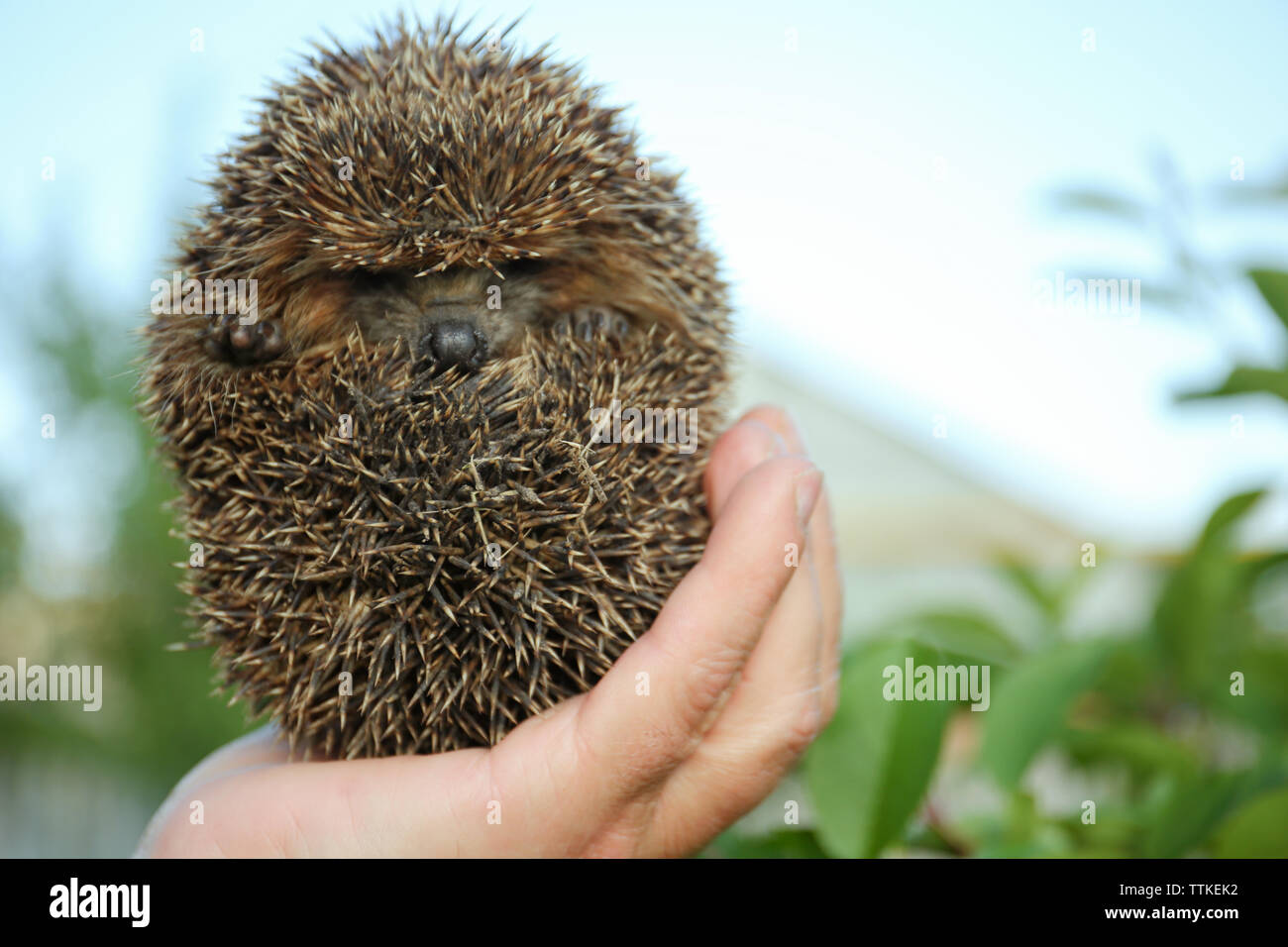 Human hand holding hedgehog, closeup Stock Photo - Alamy