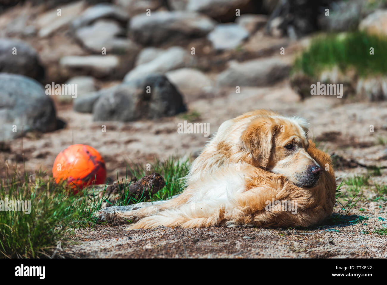 Happy golden retriever hi-res stock photography and images - Alamy