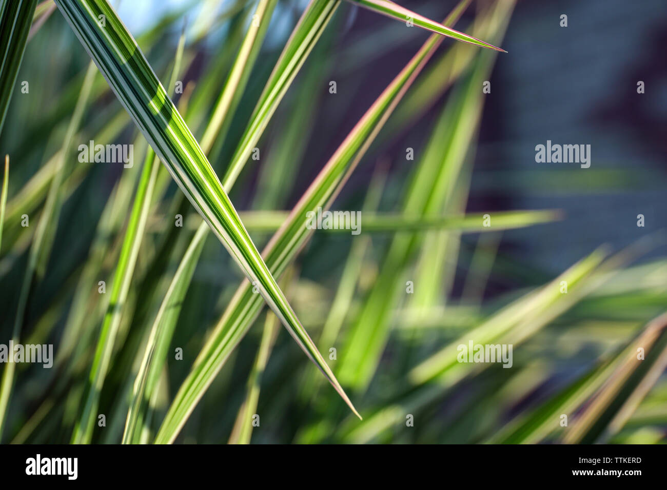 Green grass on blurred background Stock Photo - Alamy
