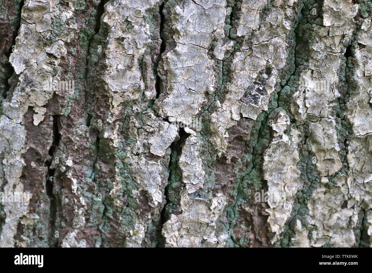 Close up view on beautifully detailed tree bark of oaks and other trees ...