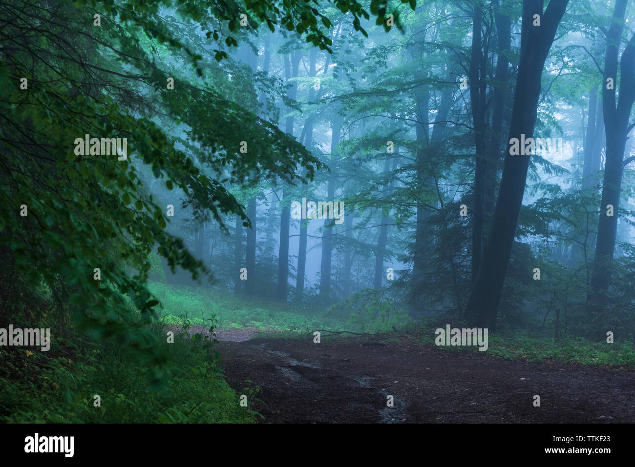 Weather mist fog foggy day hi-res stock photography and images - Alamy