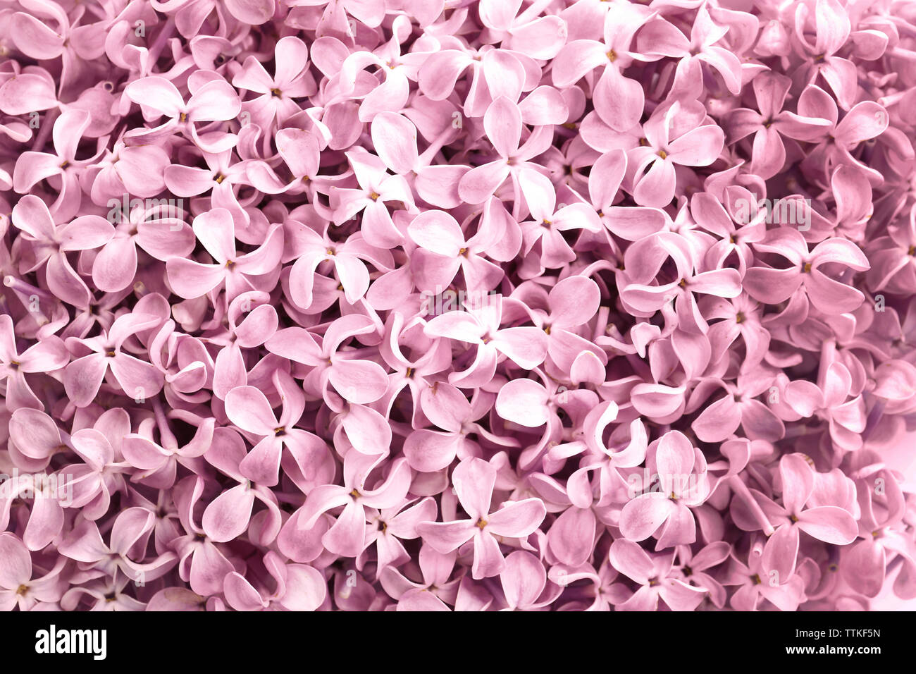 Beautiful pink lilac background Stock Photo - Alamy