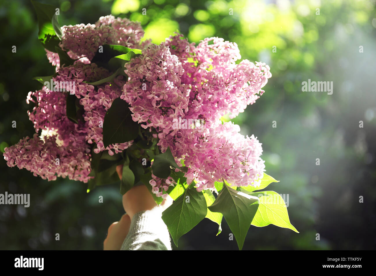 Woman holding bouquet of lilac, close up Stock Photo - Alamy