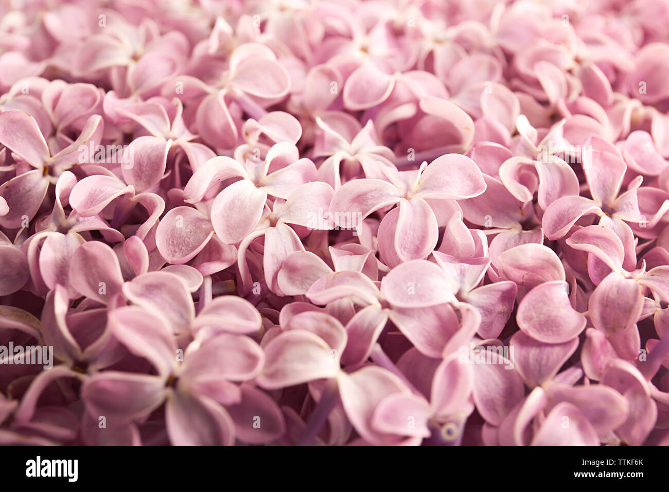 Beautiful pink lilac background Stock Photo - Alamy