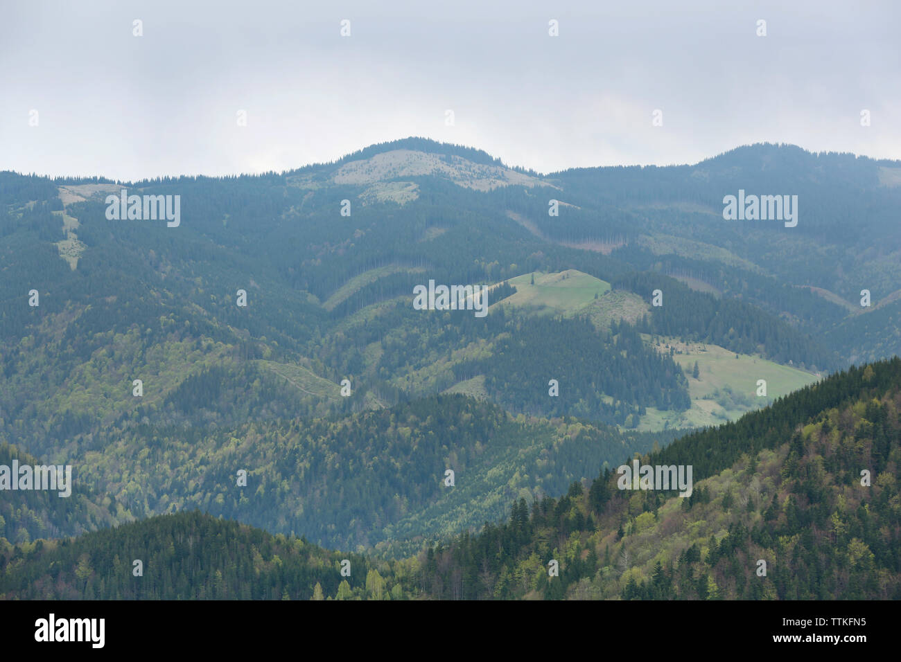 Spring forest on mountain slopes Stock Photo - Alamy