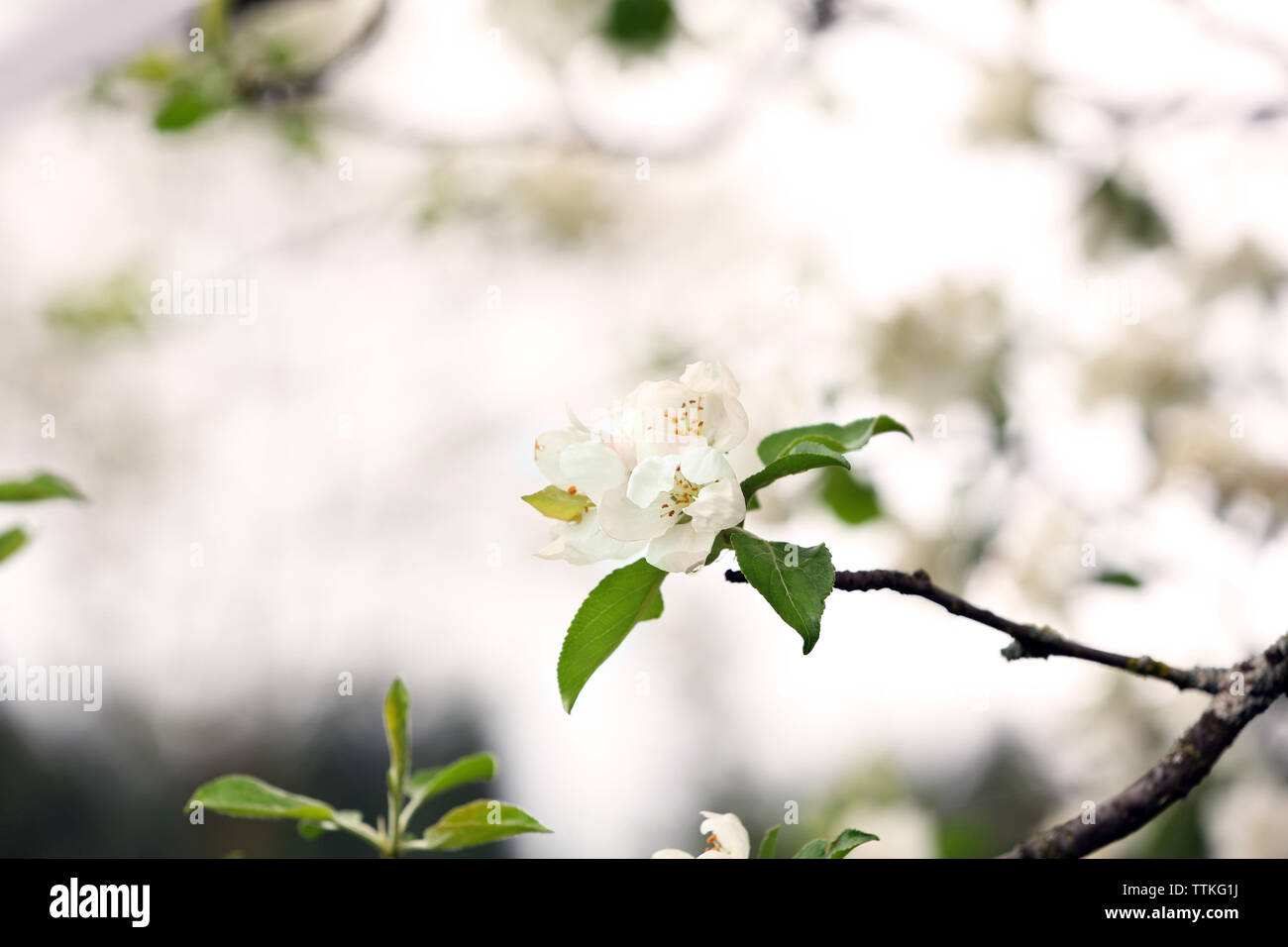 Spring tree branches Stock Photo - Alamy
