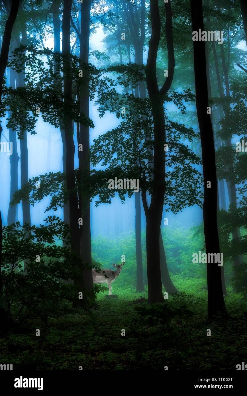 Deer is looking behind tree in foggy misty forest Stock Photo - Alamy