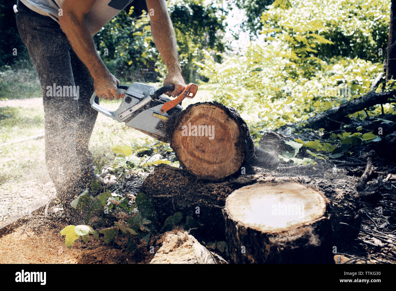Low section of man cutting log with chainsaw Stock Photo - Alamy